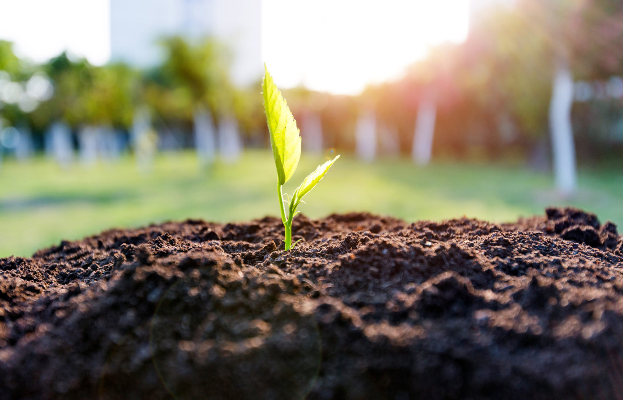 Plant-Based Leaders | Hexas Biomass