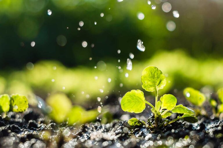 Plant-Based Leaders | Virent, Inc. | Plant Based Products Council