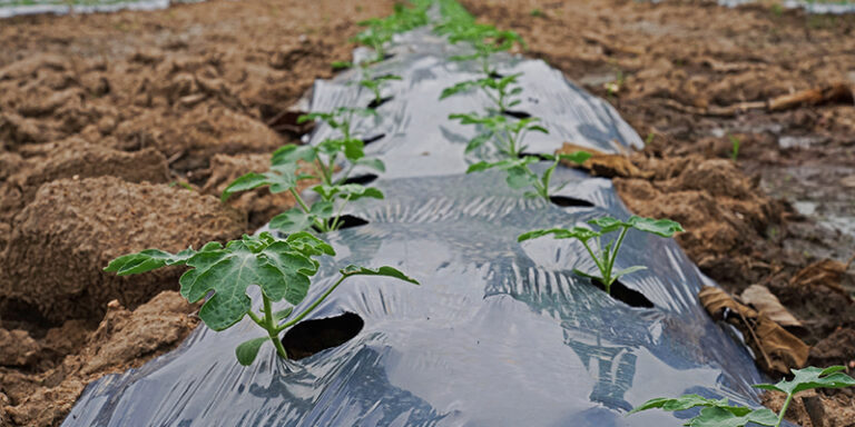 The Diverse Uses of Bioplastics