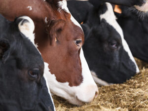 Plant Based Product Examples | Plant Based Products Council