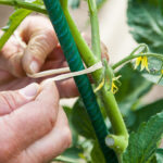 Plant Based Product Examples | Plant Based Products Council