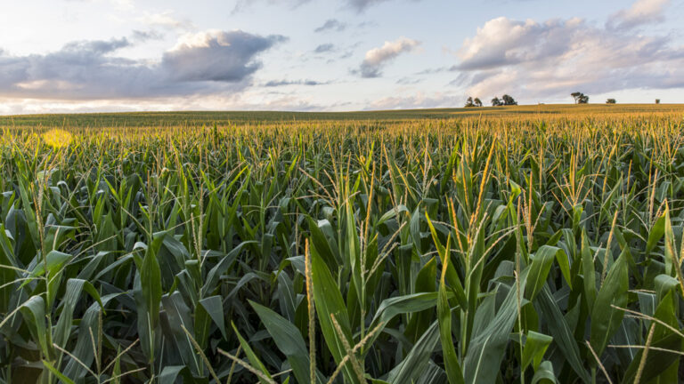 Plant-Based Leaders | Primient | Plant Based Products Council